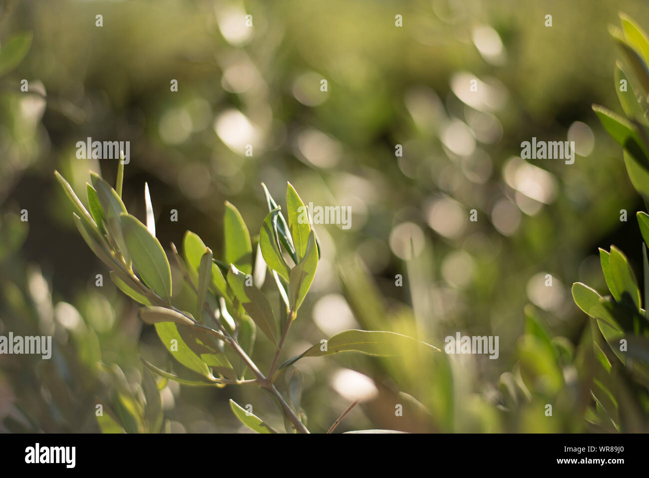 Twig of olive tree hi-res stock photography and images - Alamy