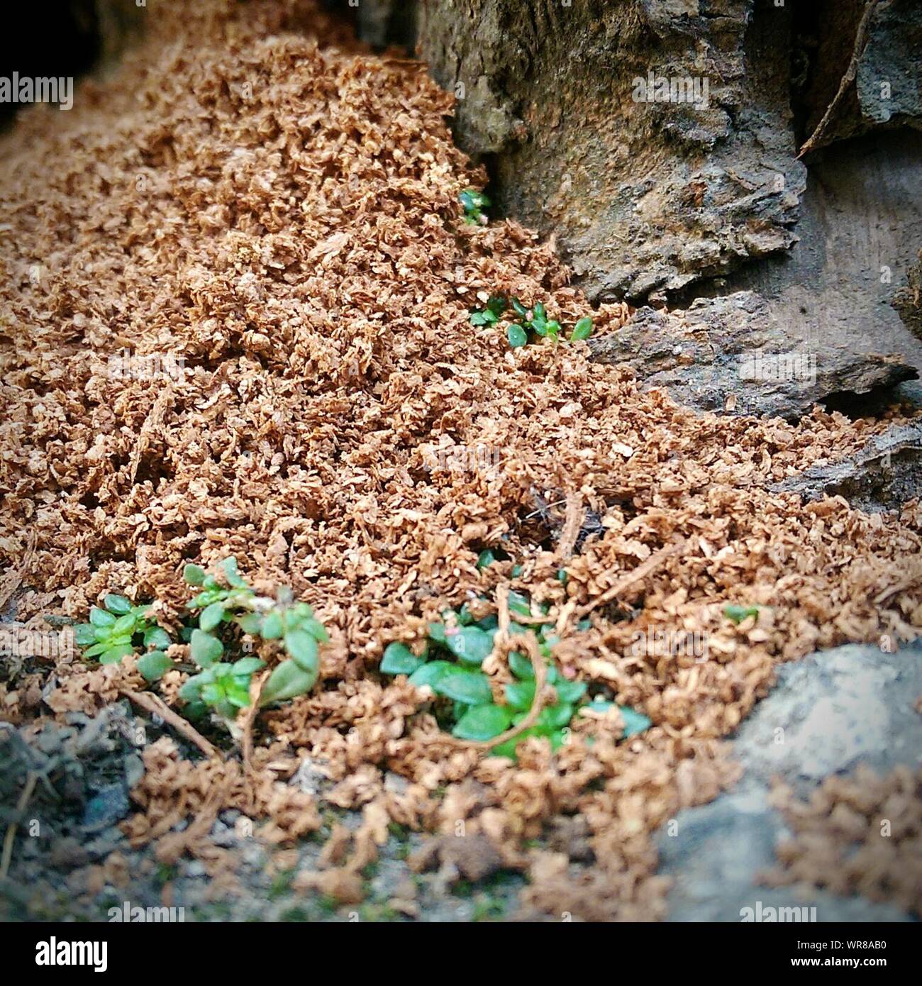 New leaf dead tree hi-res stock photography and images - Alamy