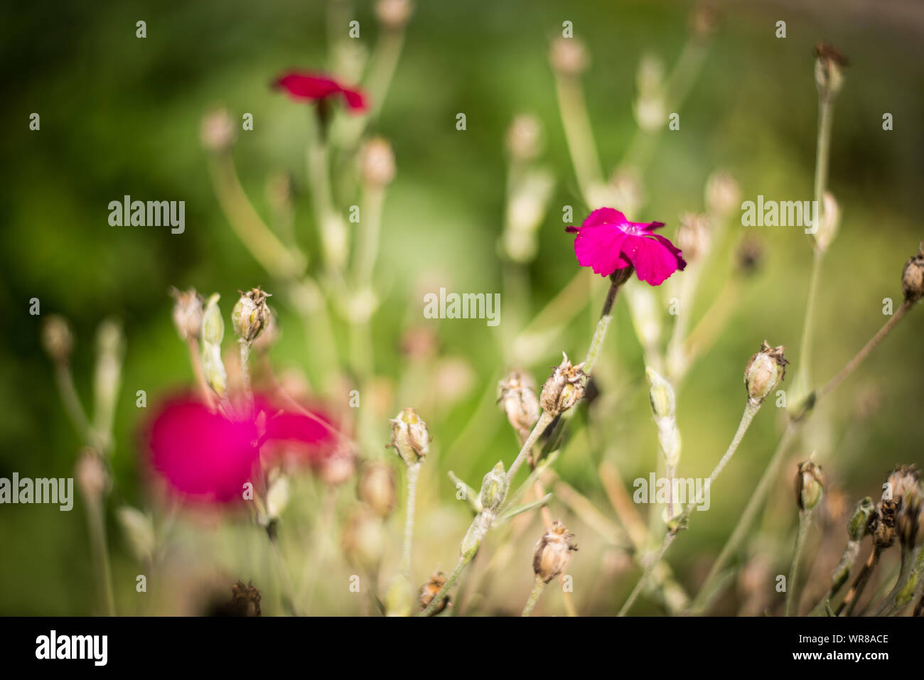 Dark red tiny flowers hi-res stock photography and images - Alamy