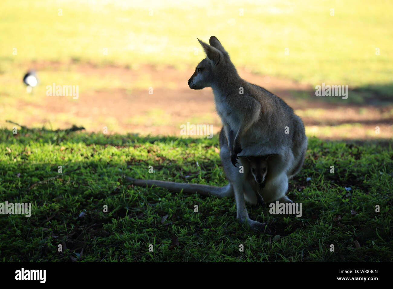 red-necked wallaby or Bennett's wallaby (Macropus rufogriseus) Bunya ...