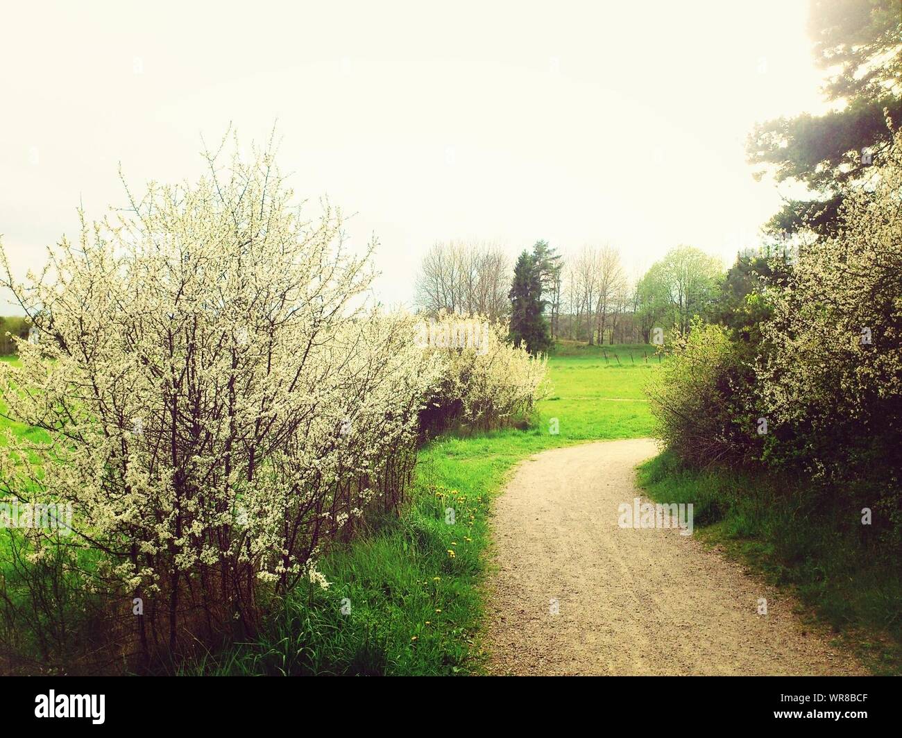 Vegetation in pathway hi-res stock photography and images - Alamy