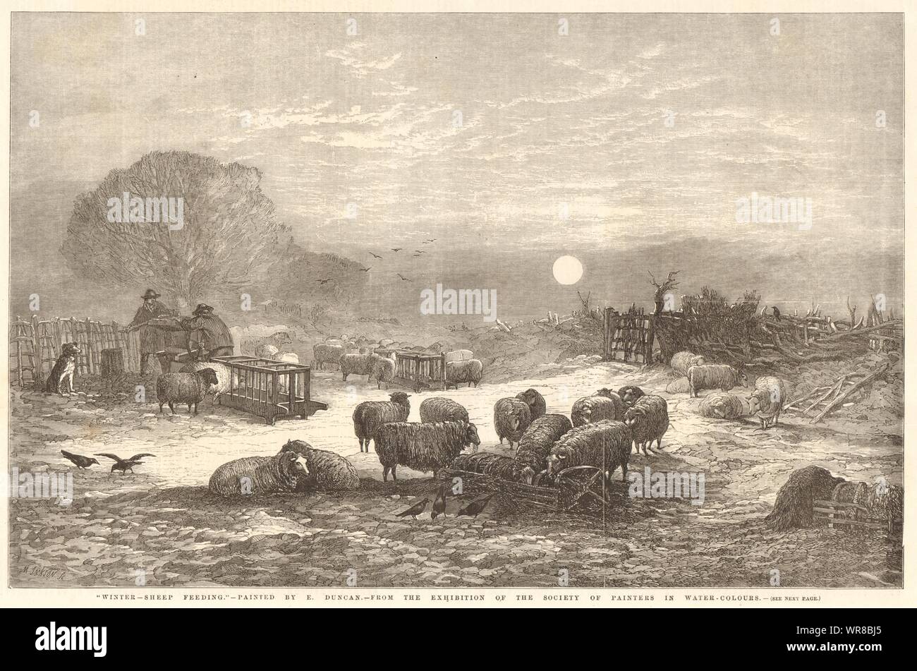 "Winter - sheep feeding" - by E. Duncan. Farming 1857 antique ILN full ...