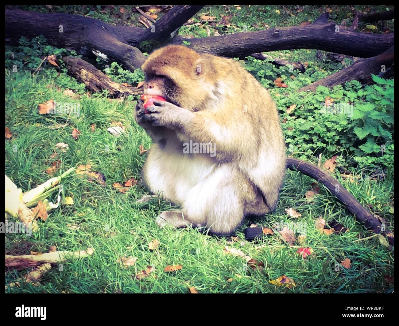 Monkey eating an apple hi-res stock photography and images - Alamy