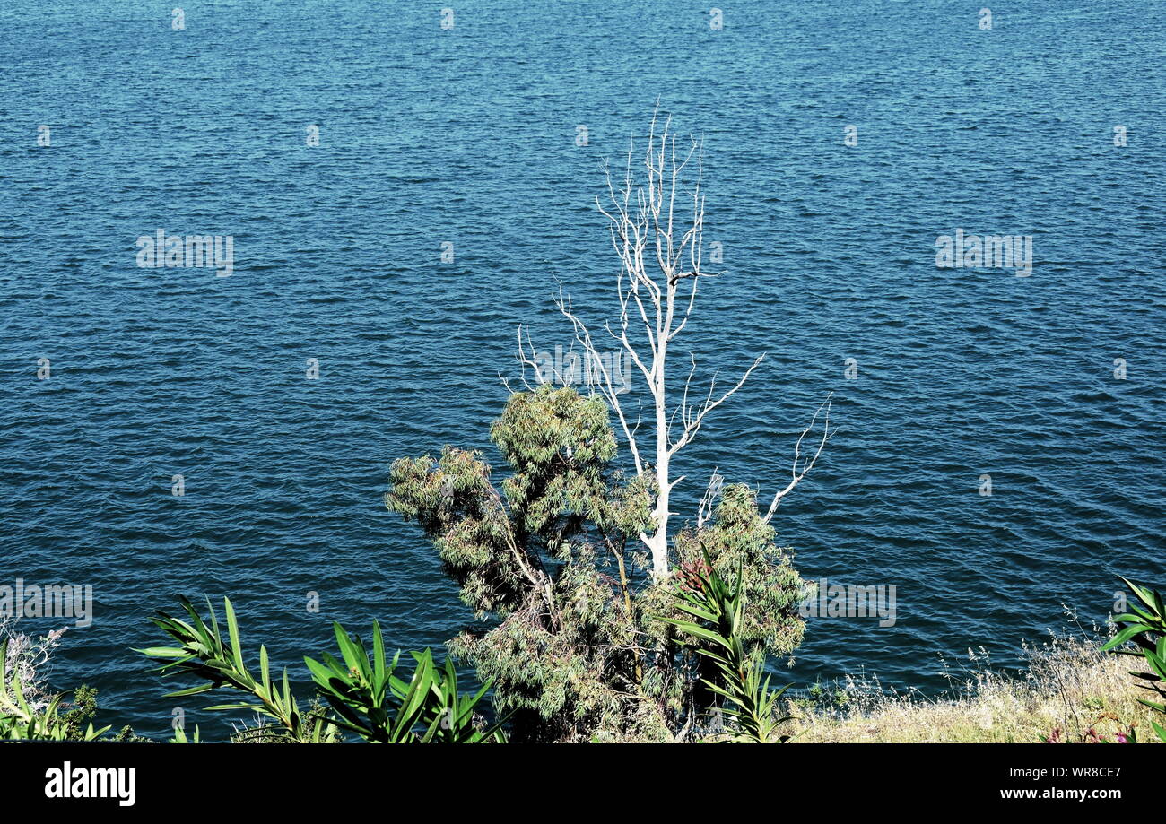 lake, view, water, landscape, trees, plants Stock Photo - Alamy