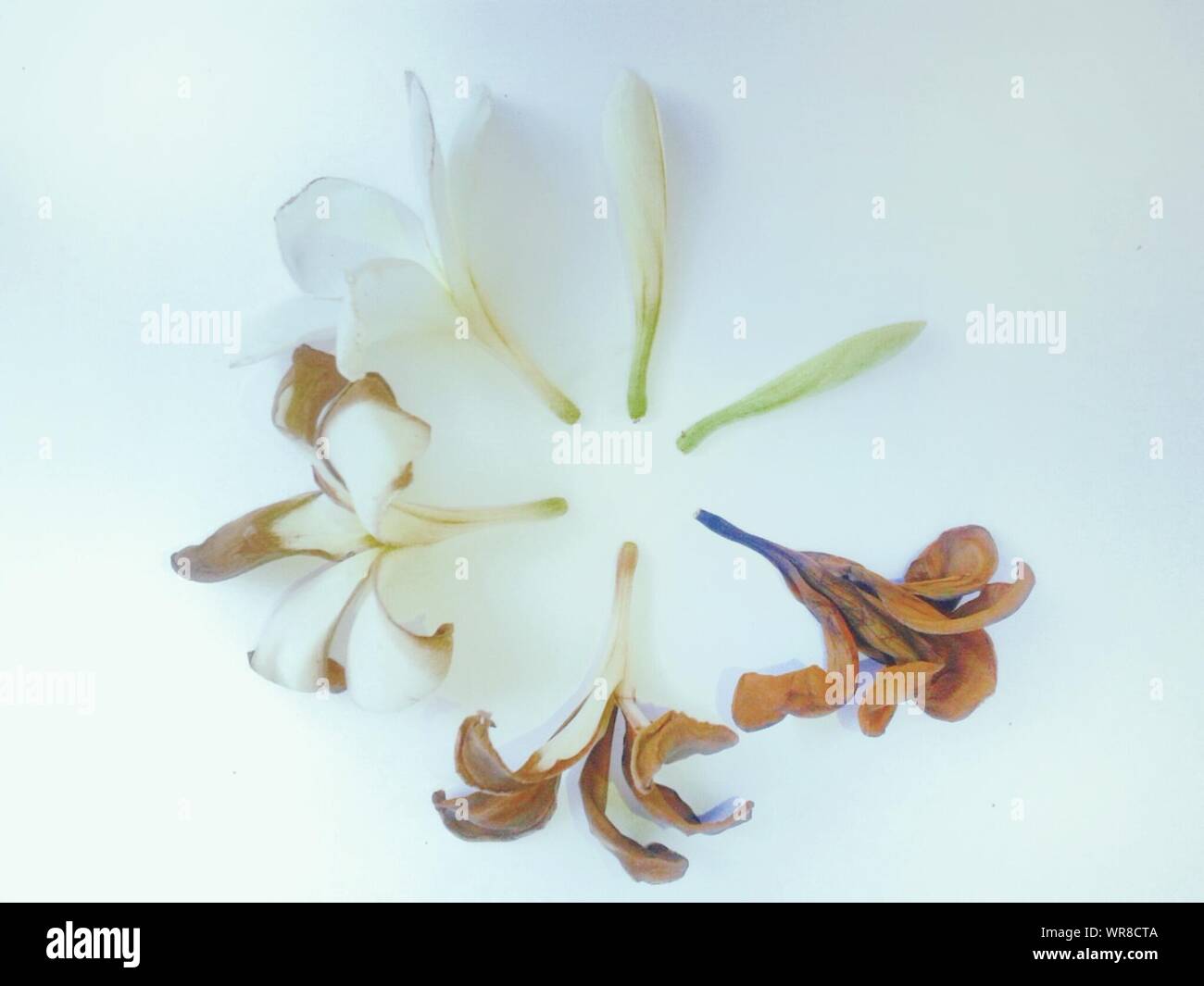 White aging hi-res stock photography and images - Alamy