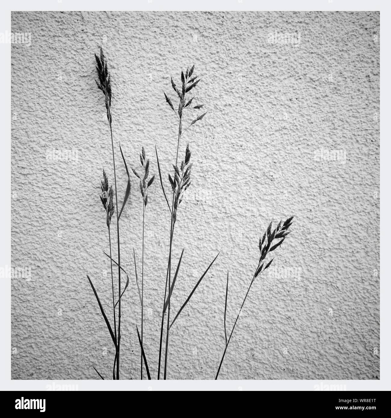 Weeds and wall hi-res stock photography and images - Alamy