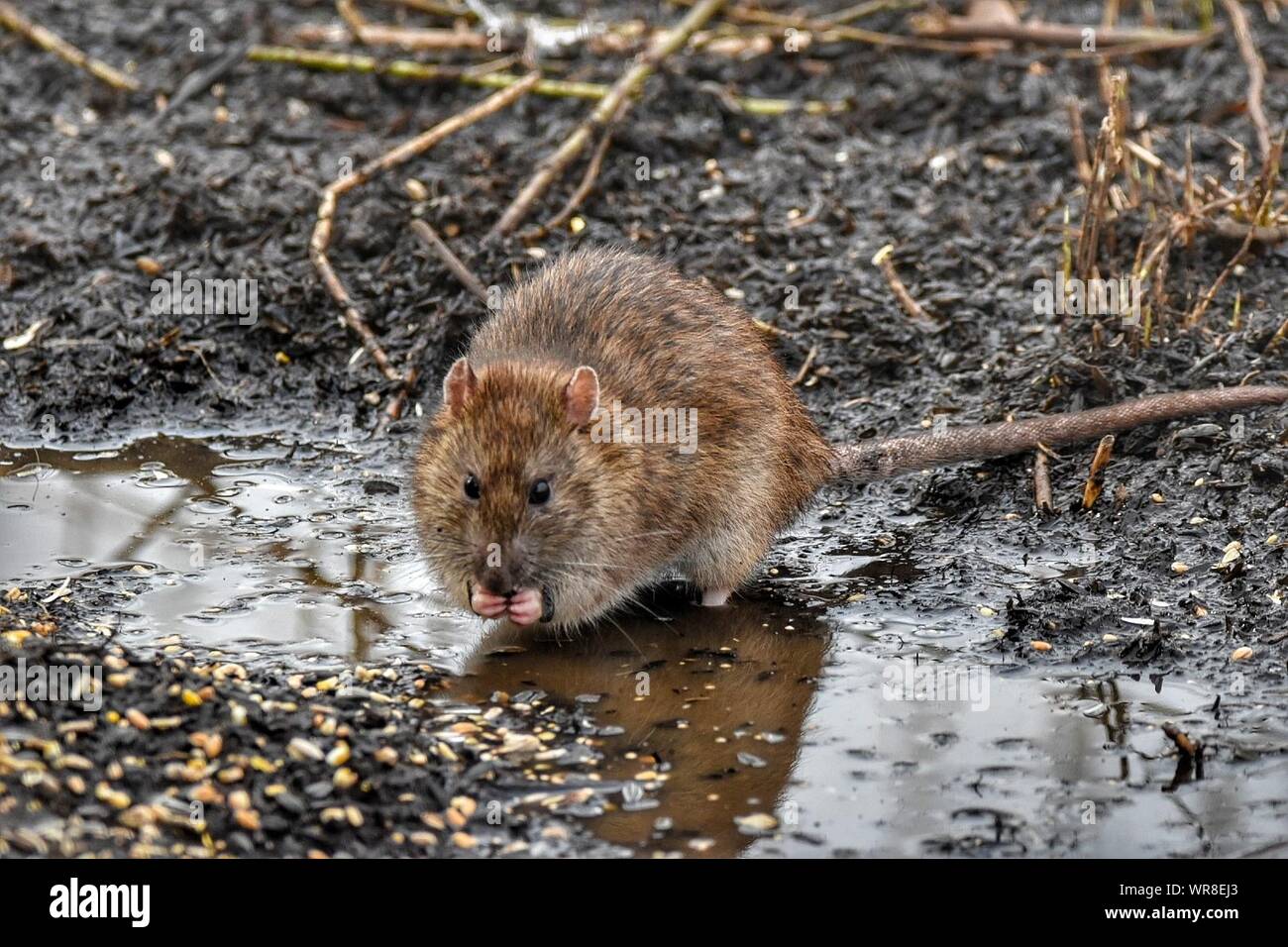 Wet Rat High Resolution Stock Photography and Images - Alamy