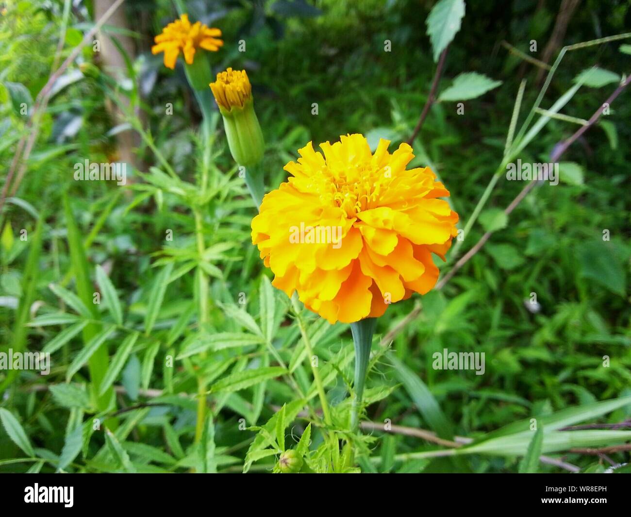 Marigold with plants hi-res stock photography and images - Alamy