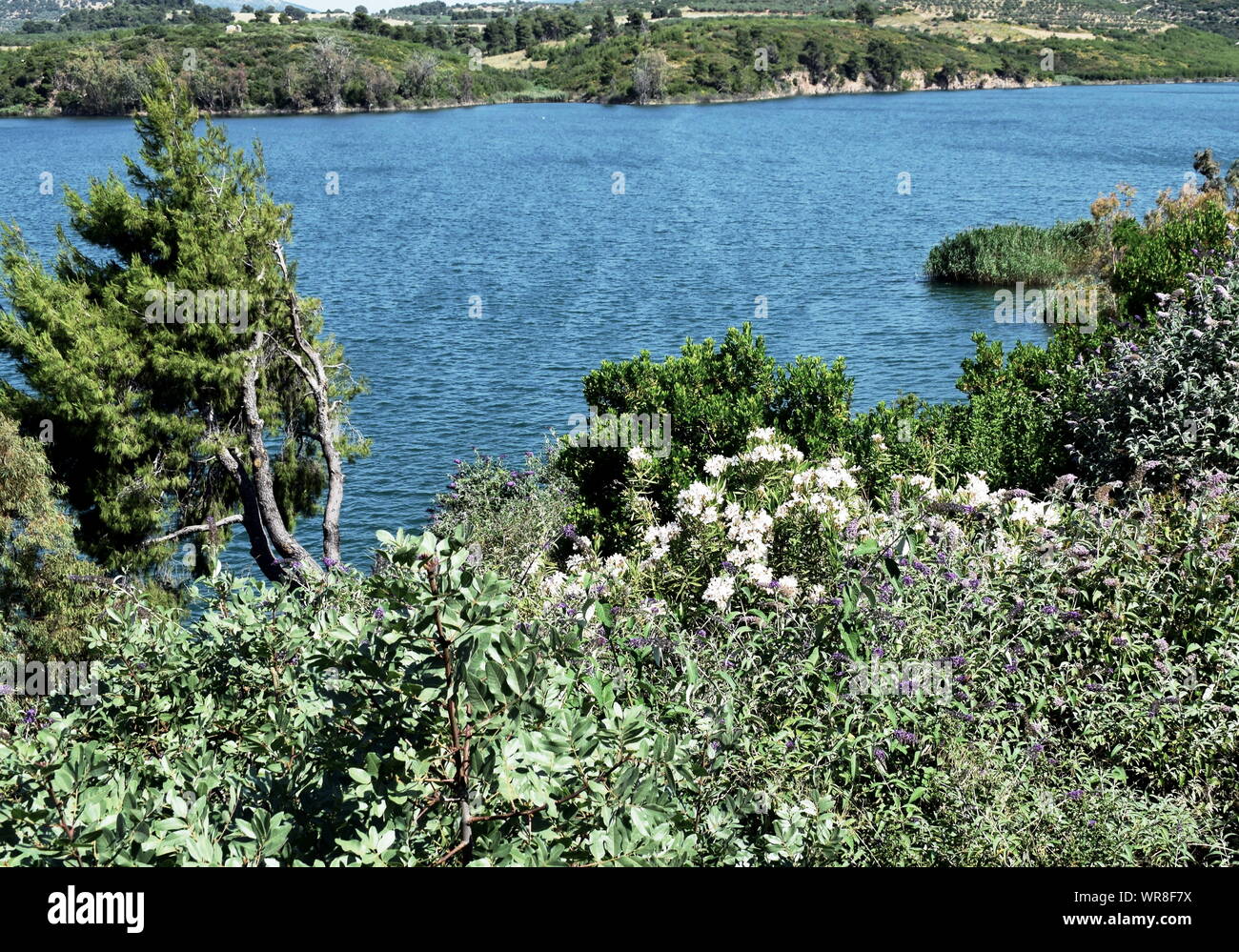 lake, view, water, landscape, trees, plants Stock Photo - Alamy