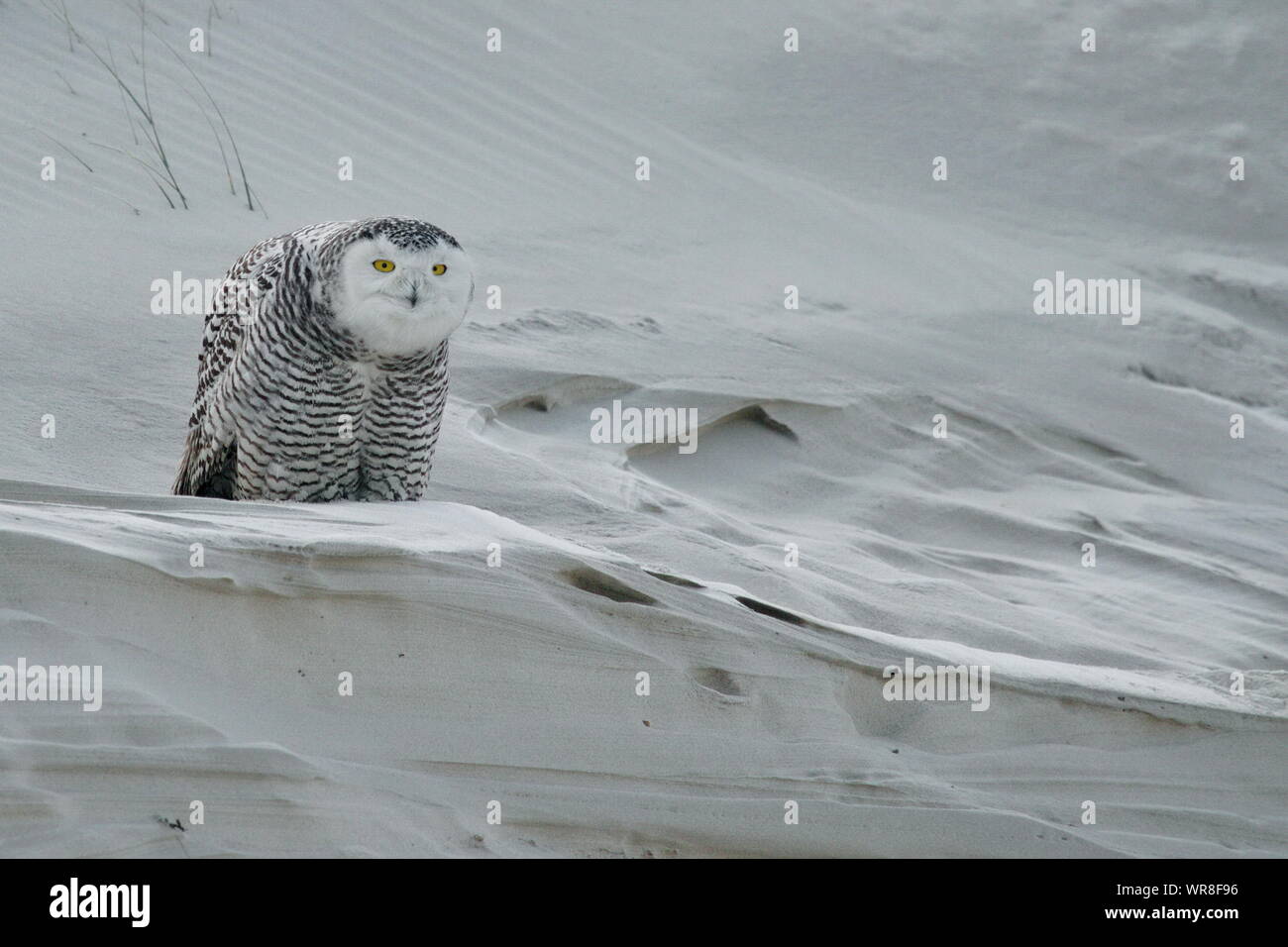 Snow_owl hi-res stock photography and images - Alamy