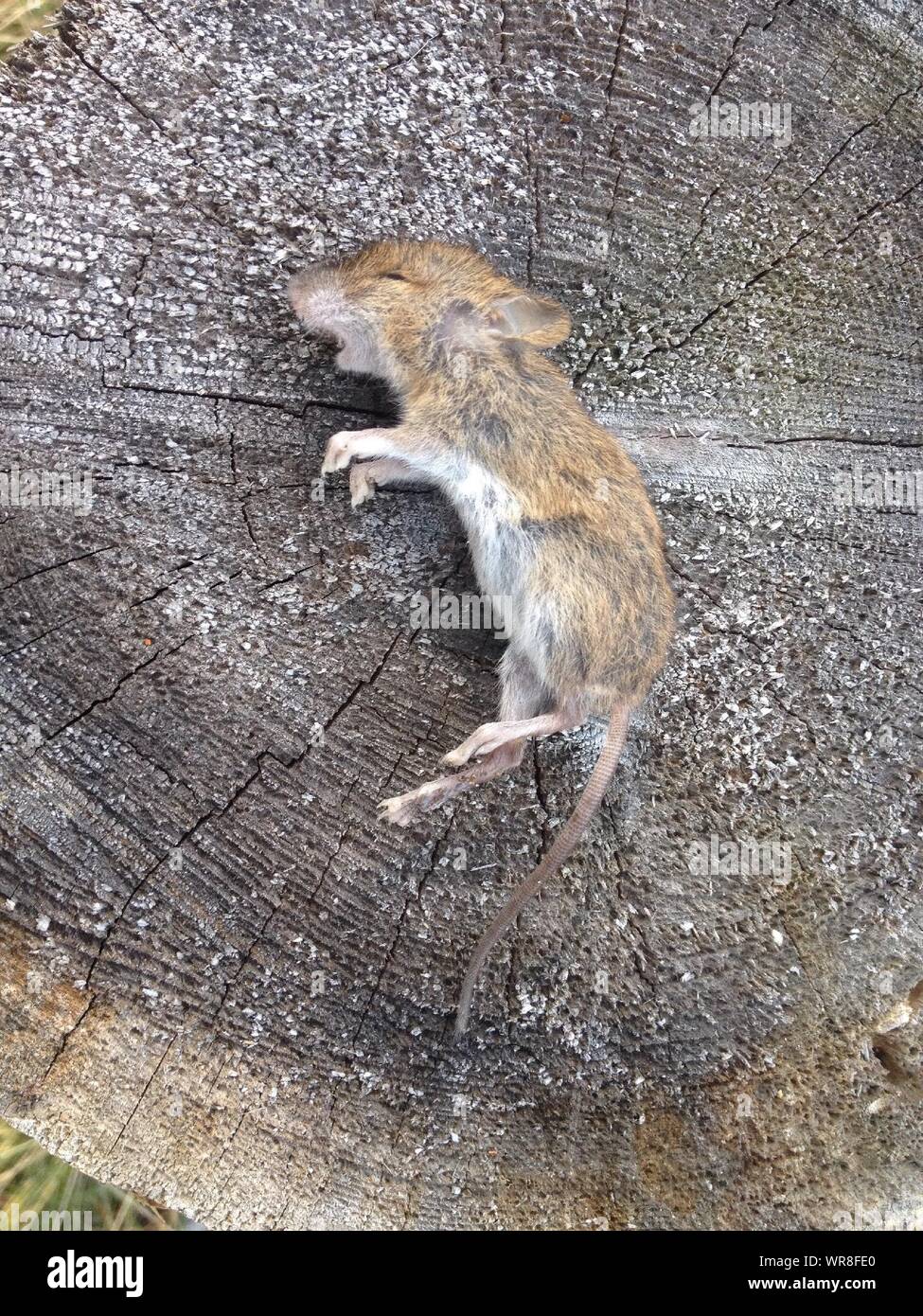 Dead Rat Tree High Resolution Stock Photography and Images - Alamy