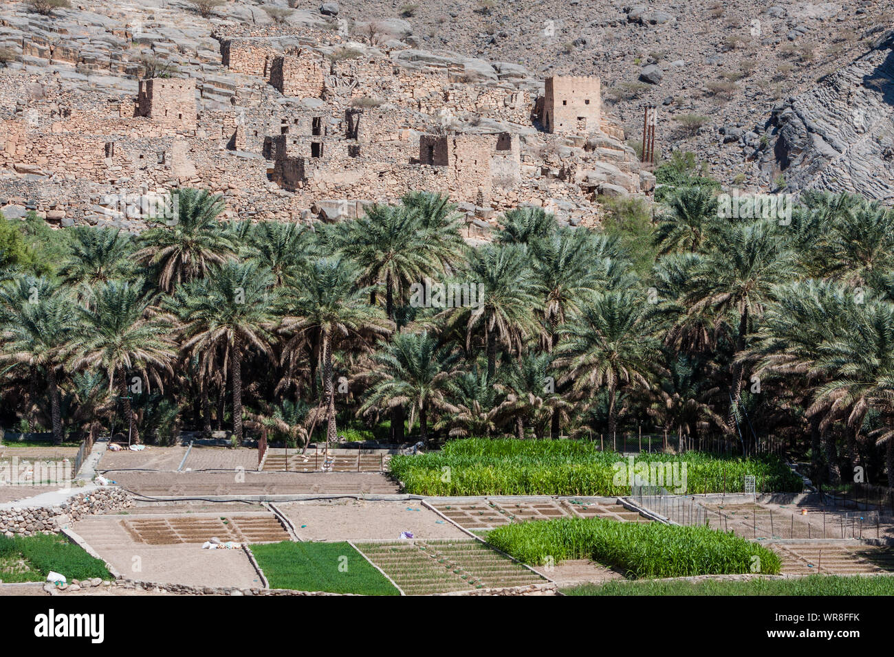 Oman old village with Palms and garden Stock Photo - Alamy