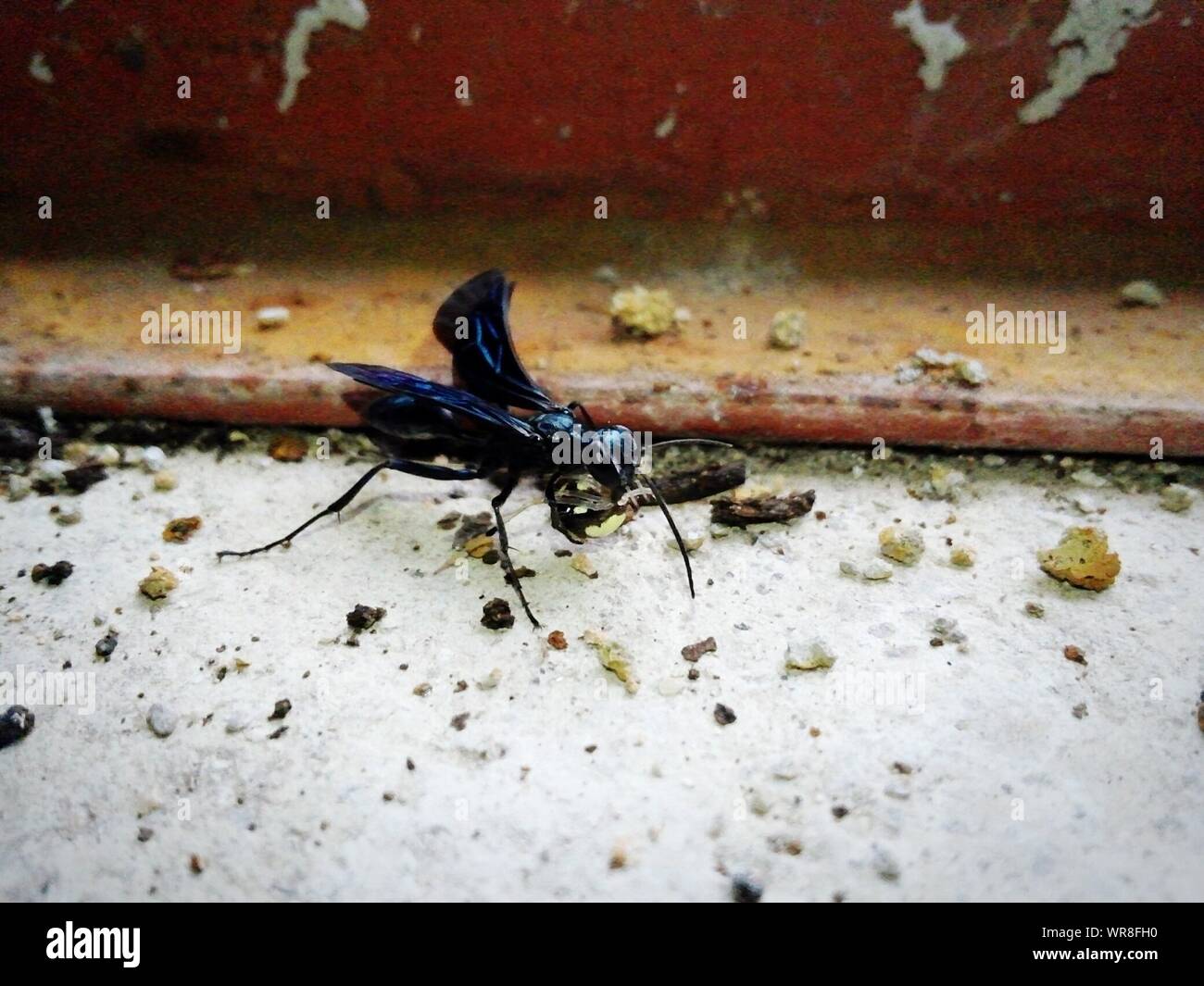 Wasp eating spider hi-res stock photography and images - Alamy