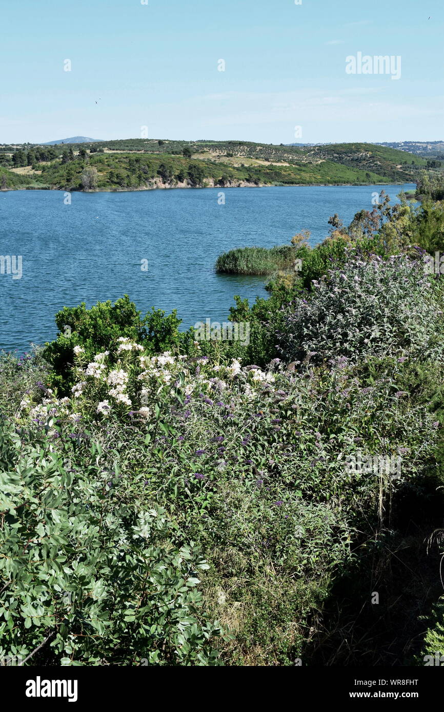 lake, view, water, landscape, trees, plants Stock Photo - Alamy