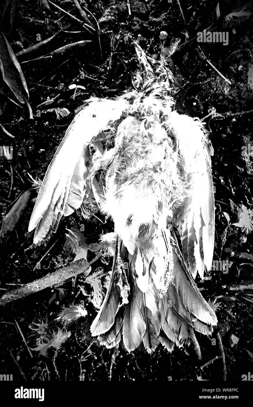 Dead bird dead bird Black and White Stock Photos & Images - Alamy