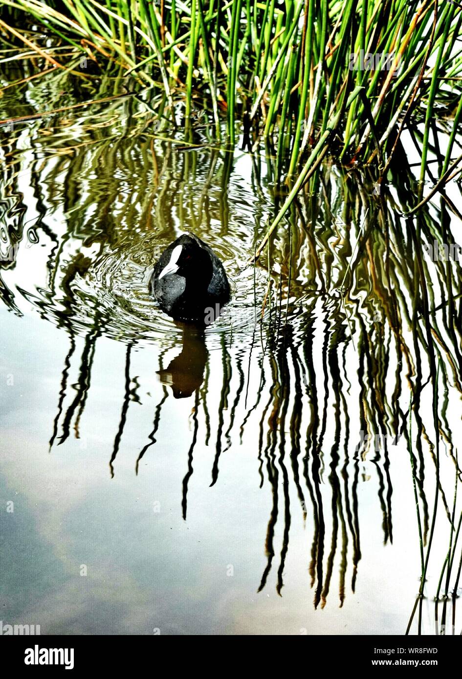 Rear View Duck High Resolution Stock Photography and Images - Alamy