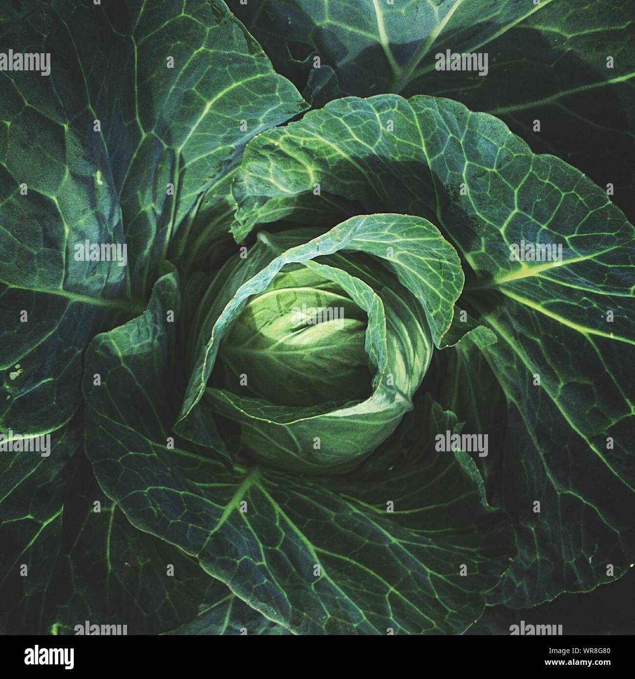 Cabbage Japan History at Leo Coughlan blog