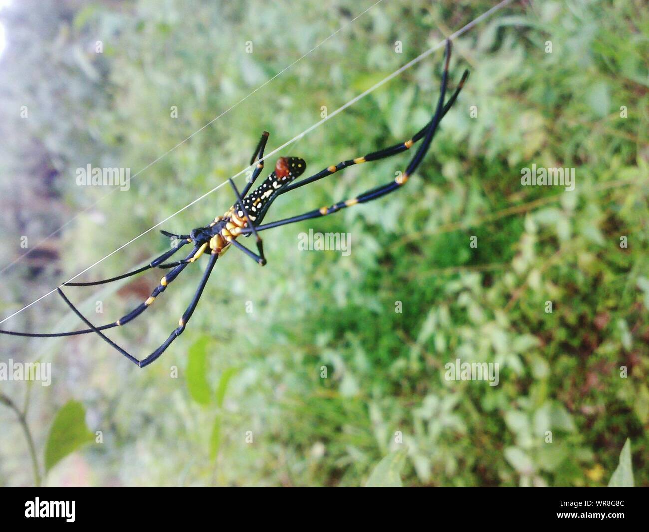 Golden orb weaver spider hi-res stock photography and images - Alamy