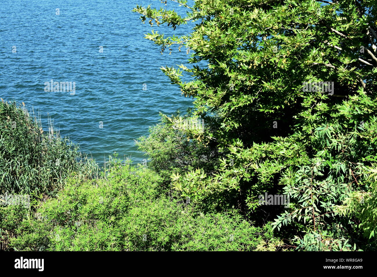 lake, view, water, landscape, trees, plants Stock Photo - Alamy