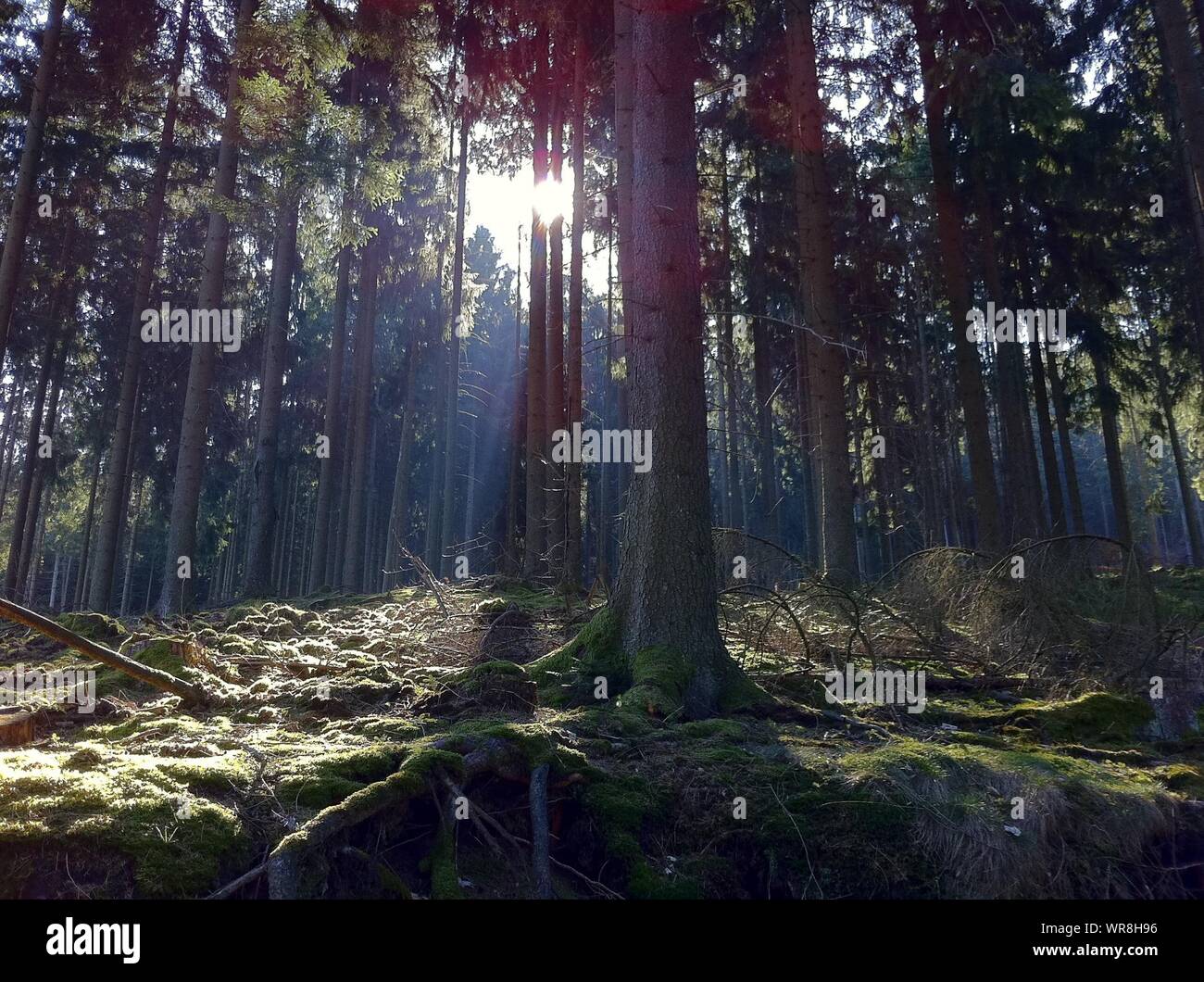 Sun shining through rainforest hi-res stock photography and images - Alamy