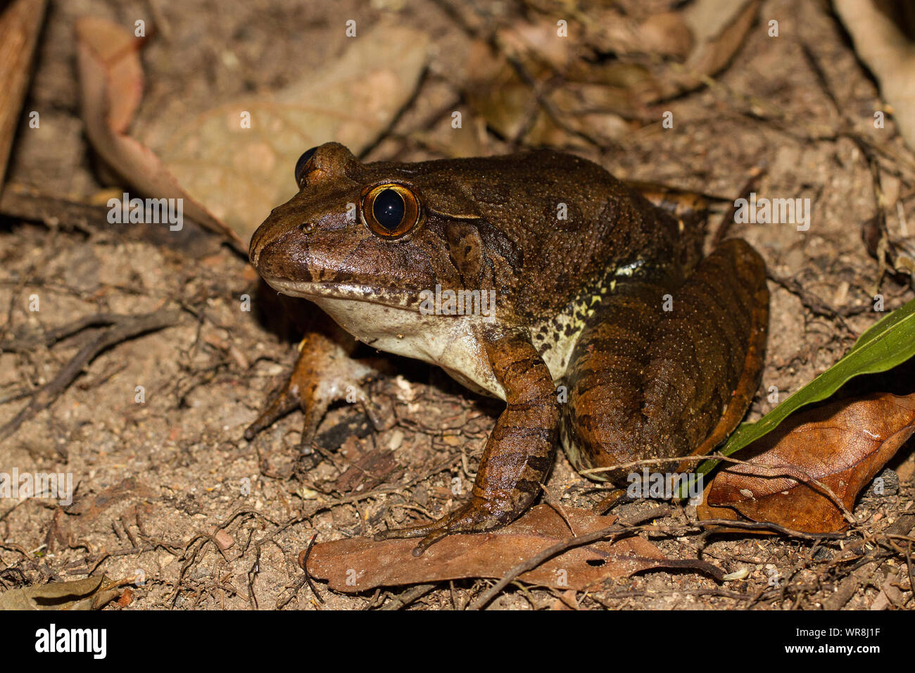 Giant Barred Frog on forest floor Stock Photo - Alamy
