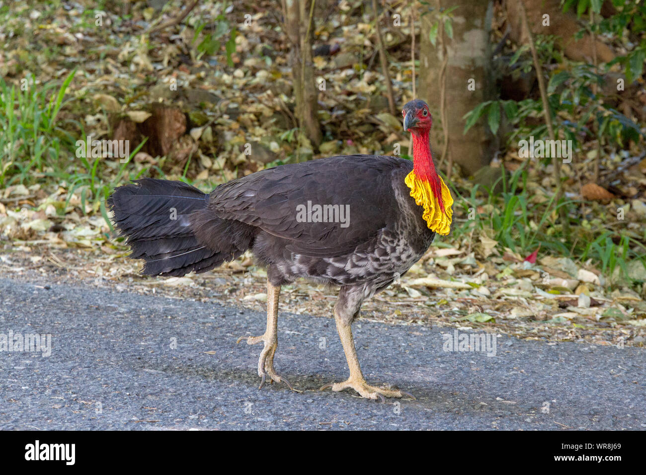 Australian bushturkey hi-res stock photography and images - Alamy