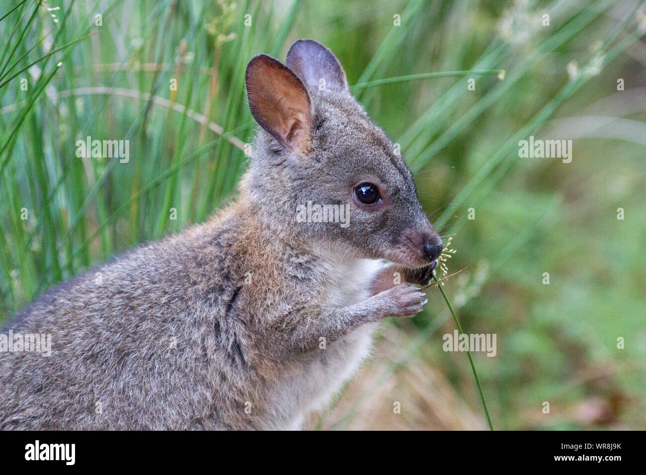 Red-necked Paddymelon feeding on grass shoots Stock Photo - Alamy