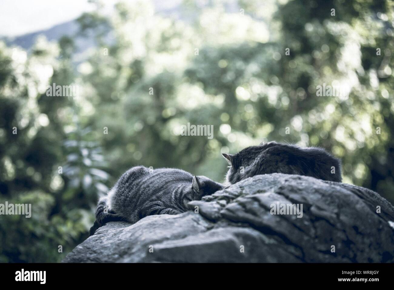 Cats rock hi-res stock photography and images - Alamy