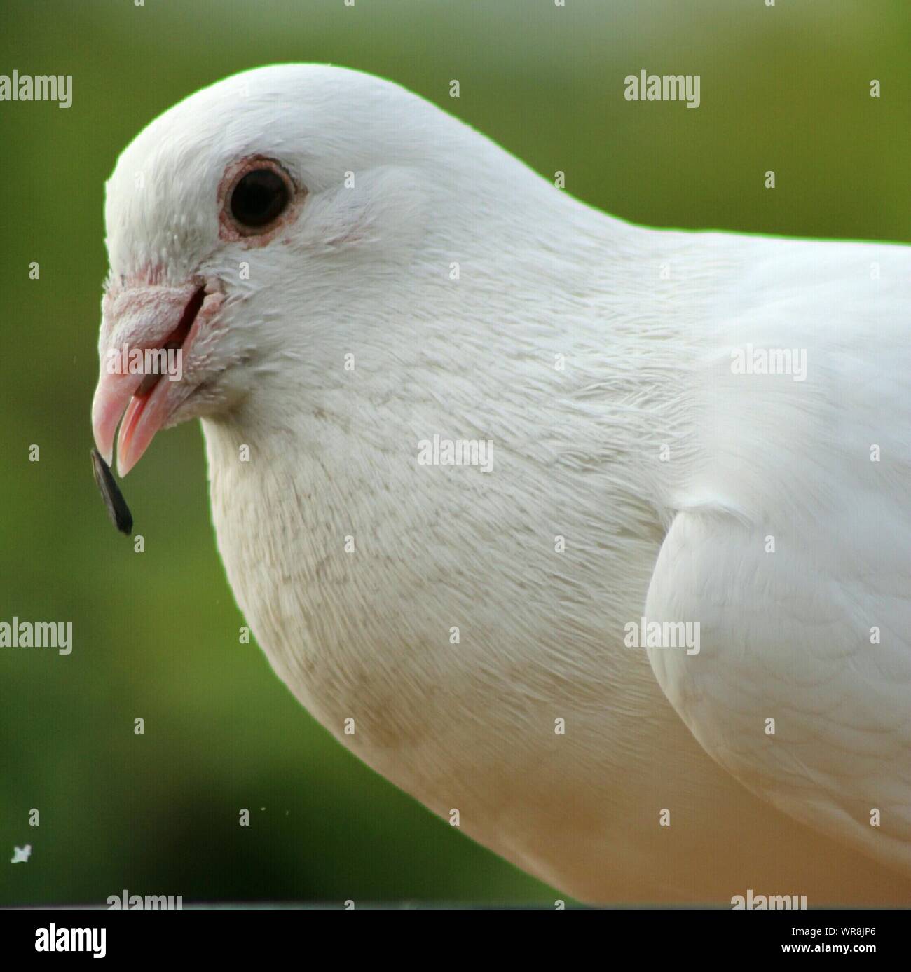 Portrait of dove hi-res stock photography and images - Alamy