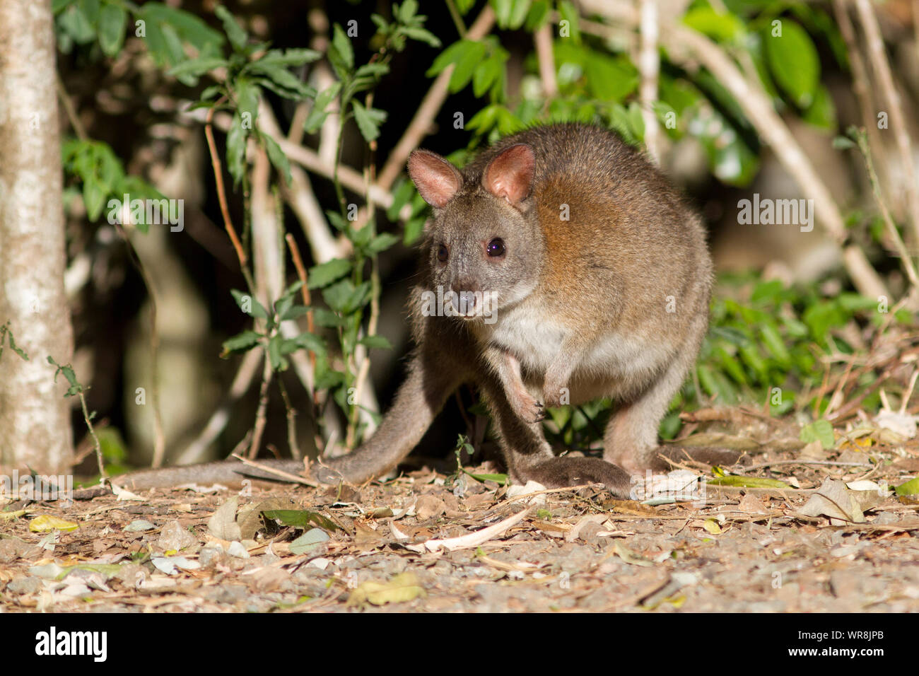 Paddymelon hi-res stock photography and images - Alamy