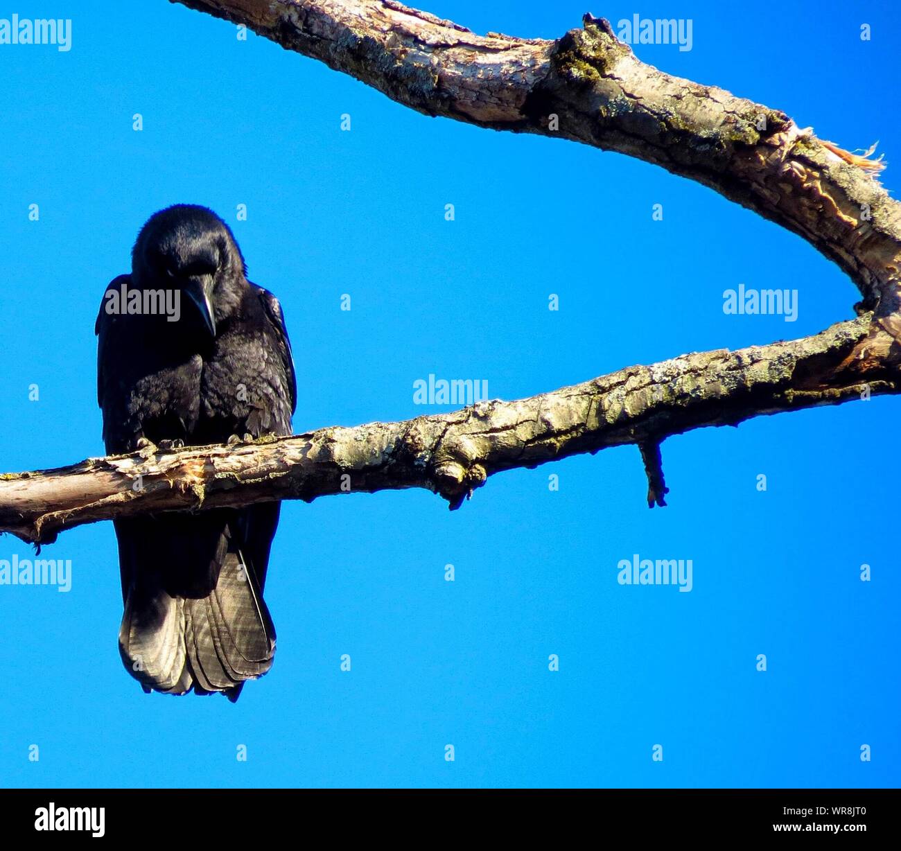 Raven tree hi-res stock photography and images - Alamy