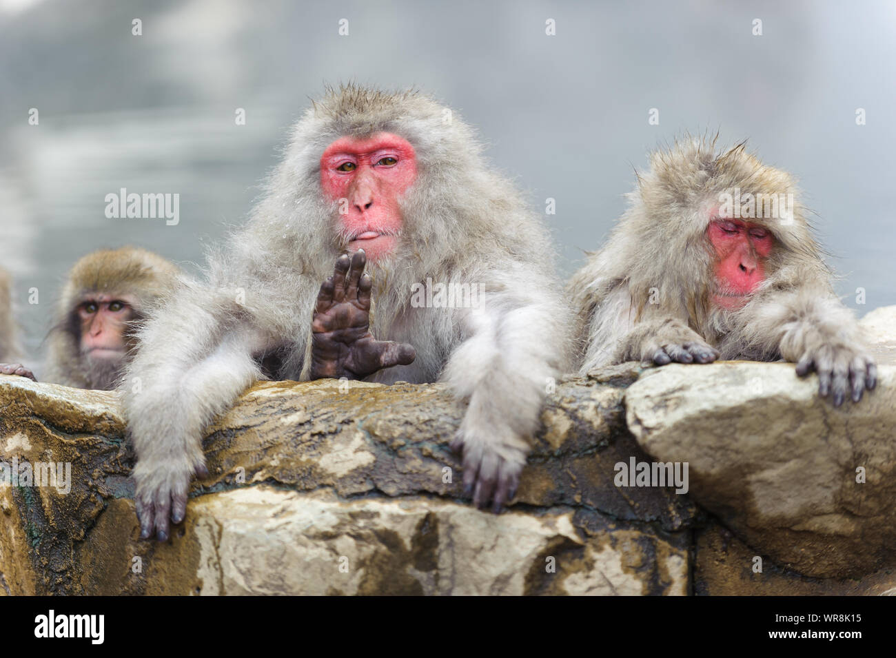 Japanese Macaque troupe socialising according to rank in the misty ...