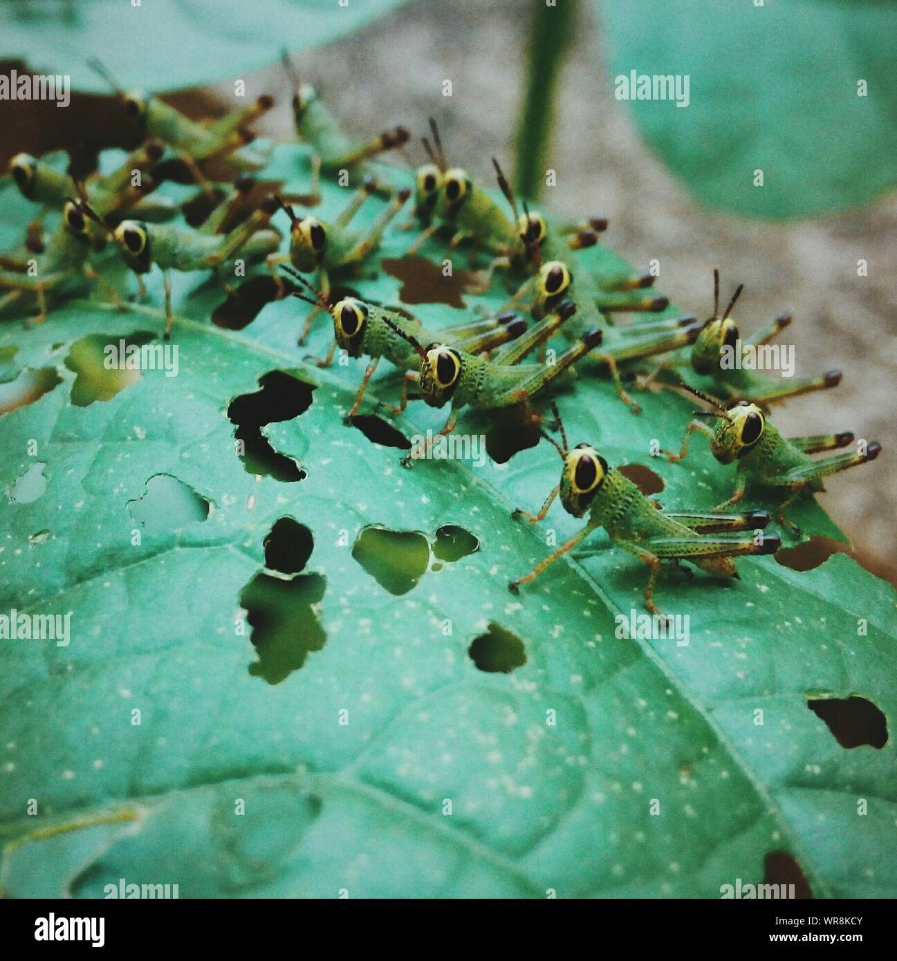 Group Of Grasshoppers High Resolution Stock Photography and Images - Alamy