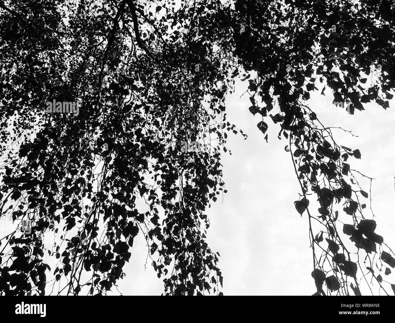 Low hanging tree branches hi-res stock photography and images - Alamy