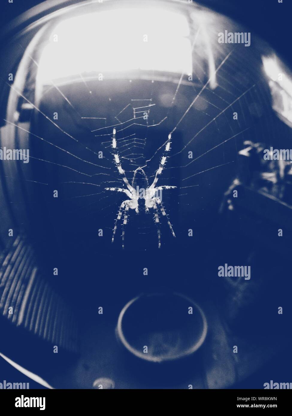 Home of the spider hi-res stock photography and images - Alamy