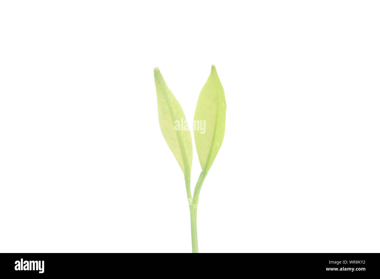 Young Plant Growing isolated on white background Stock Photo - Alamy