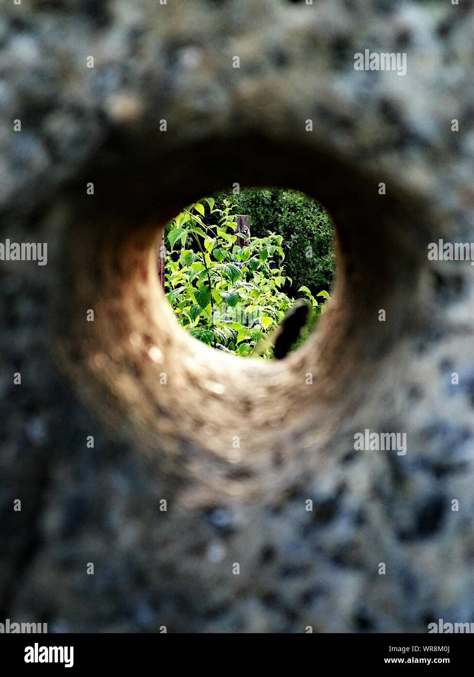 Hole in trees hi-res stock photography and images - Alamy