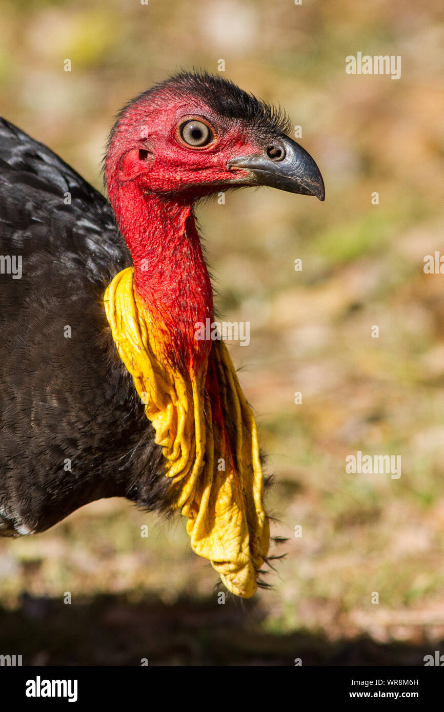 Australian bushturkey hi-res stock photography and images - Alamy