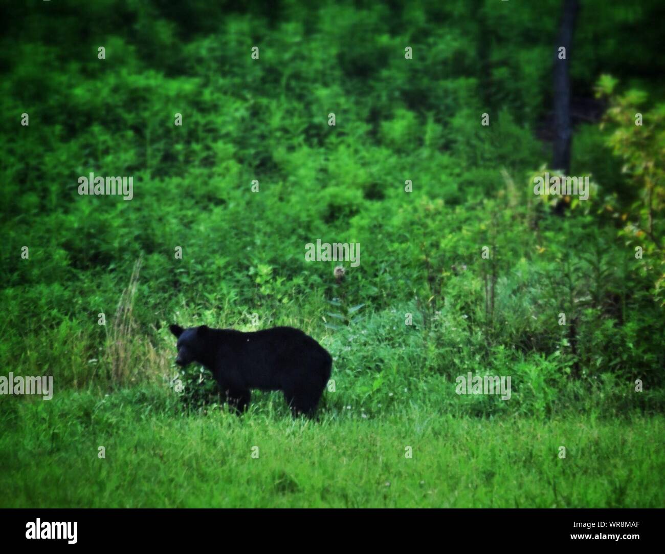 Baby bear by tree High Resolution Stock Photography and Images - Alamy