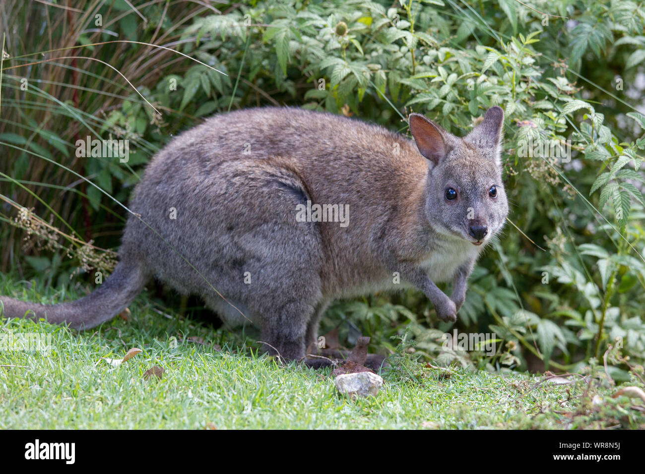 Red-necked Paddymelon feeding on grass shoots Stock Photo - Alamy
