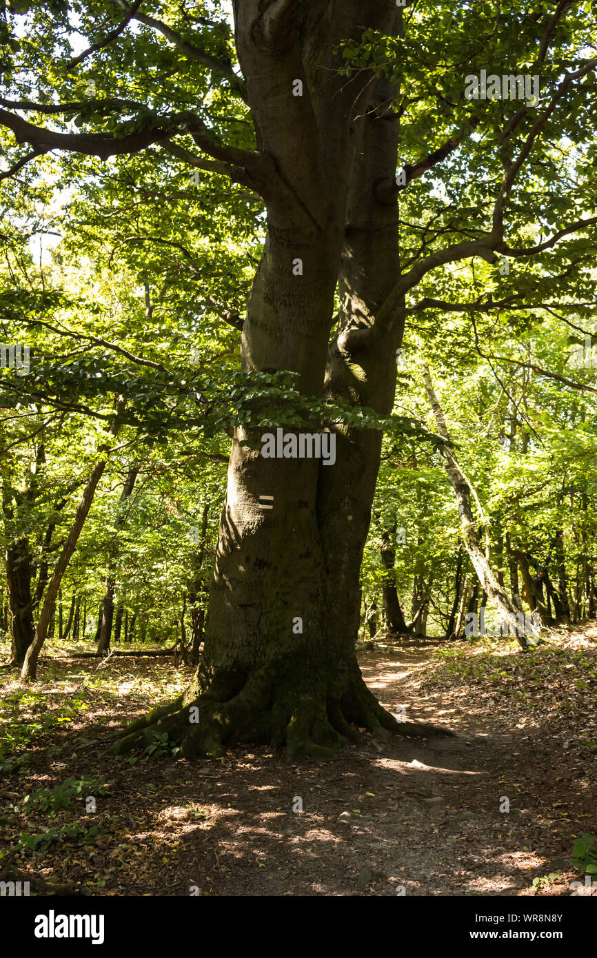 Karpaty hi-res stock photography and images - Alamy