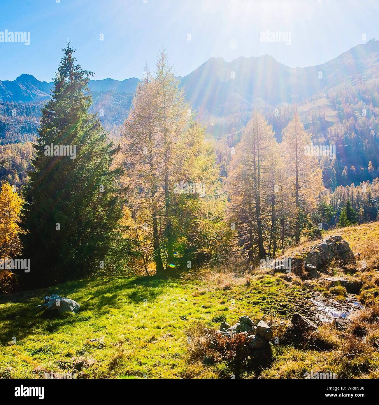 On pine trees hi-res stock photography and images - Alamy