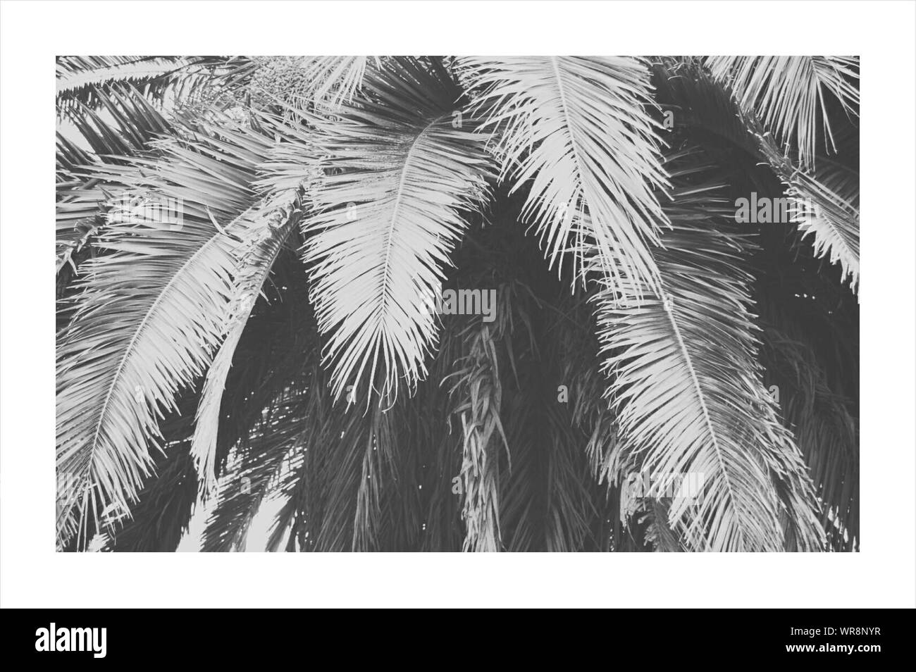 Palm tree fronds growth hi-res stock photography and images - Alamy