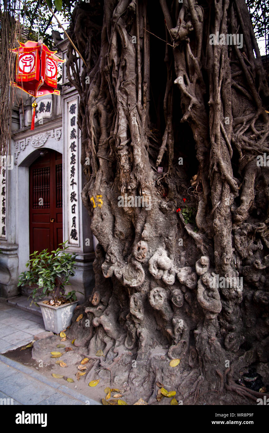 In roots tree city hanoi hi-res stock photography and images - Alamy