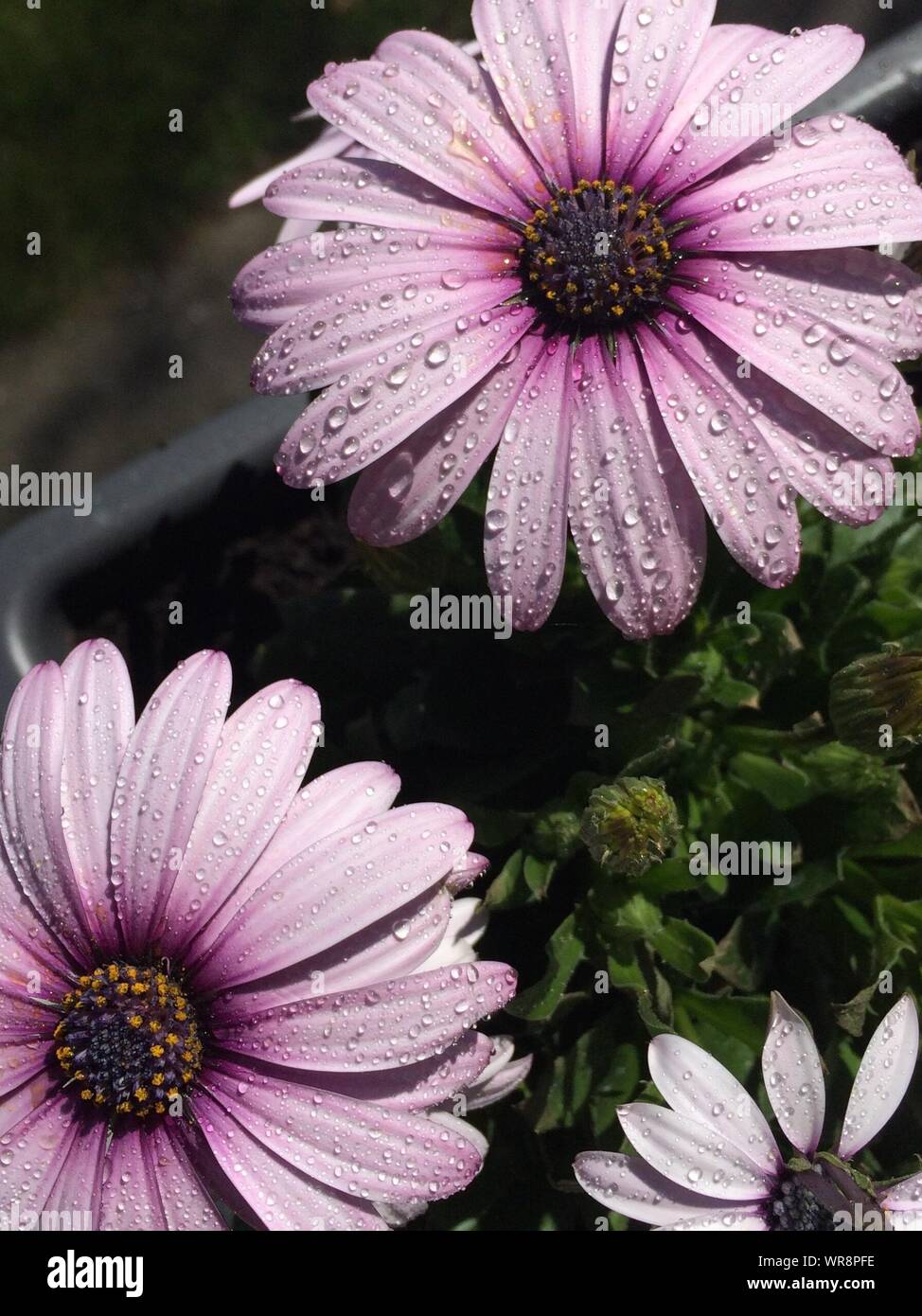 Daisy on pot hi-res stock photography and images - Alamy