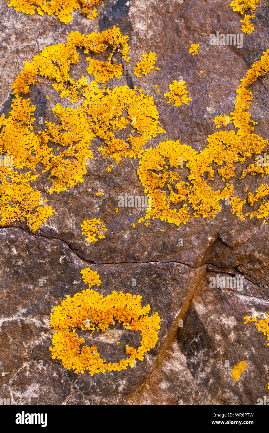 Yellow lichen on a rock Stock Photo - Alamy