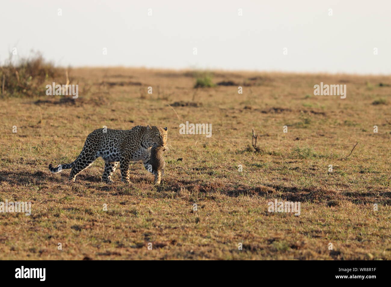 Mother leopard and her cub hi-res stock photography and images - Alamy