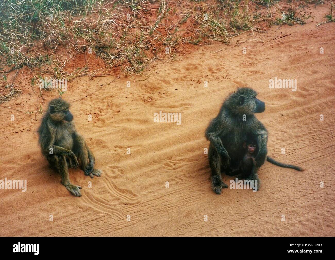 Monkeys On Sand High Resolution Stock Photography and Images - Alamy