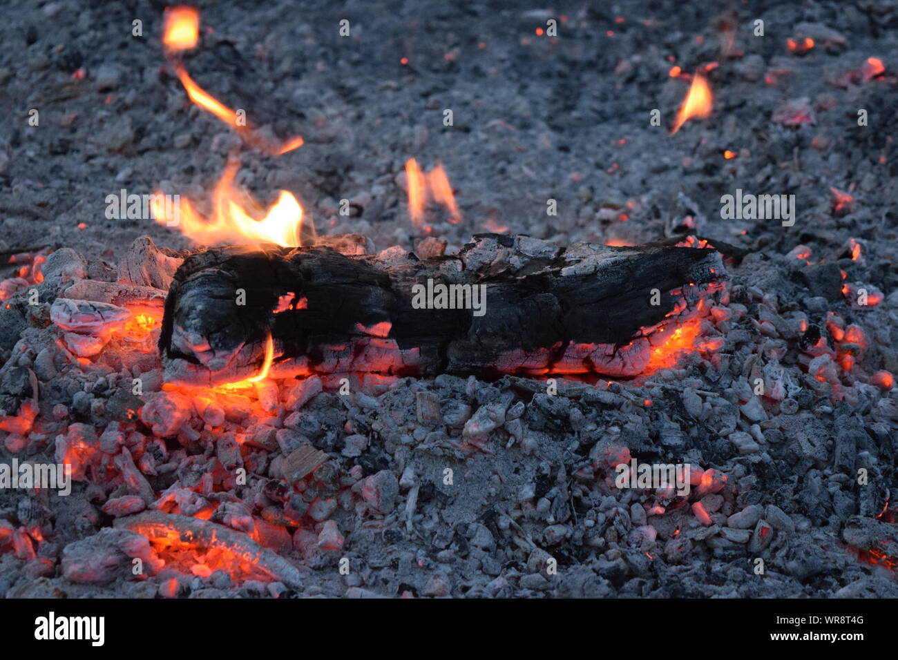 Log laying in the embers of a bonfire, still burning from the afterglow ...