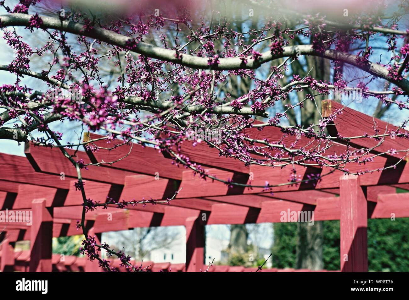 Structure branches hi-res stock photography and images - Alamy